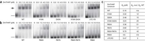 Affinity Determination Of Dmthap Specificity Mutants By Emsaa