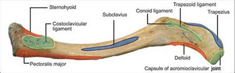 Conoid Tubercle Attachment