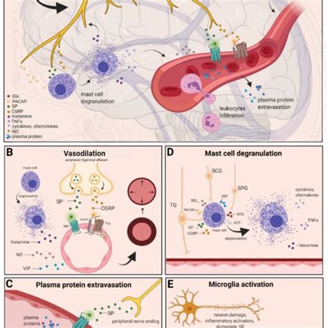 Neurogenic Inflammation And Its Main Features A Stimulation Of The