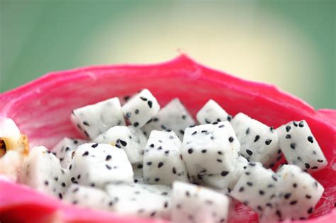 강아지 용과 먹어도 되나요 비마이펫 라이프