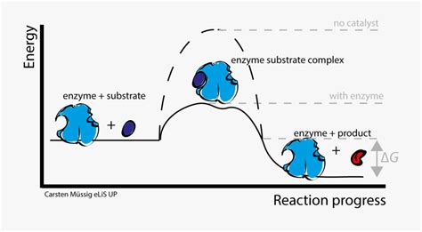 Do Enzymes Speed Up Chemical Reactions Enzyme Substrate Complex Graph