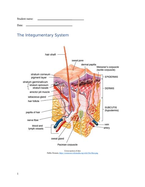 Biol210l Integumentary System Lab Manual Student Name Date The