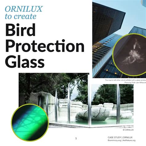 The Best 50 Biomimicry Examples And Inventions Of All Time