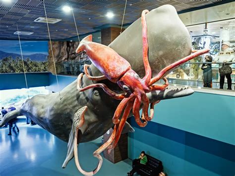 Largest Squid Ever Recorded Will Shock You