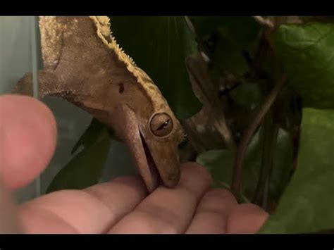 Crested Gecko Mating Season Again Still Youtube