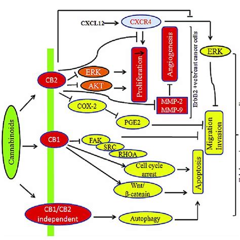 Cannabinoids And Their Classification This Figure Illustrates How Download Scientific Diagram