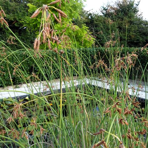 The True Bulrush Scirpus Lacustris Native Marginal Wetland Plants