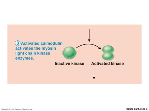 Ppt Muscles And Muscle Tissue Part C Powerpoint Presentation Free Download Id 3126552