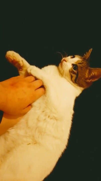 ეს არის ჩემი გიჟი Youtube