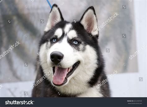 394 Huskey Images, Stock Photos & Vectors | Shutterstock