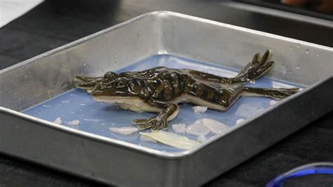 Dissect Frog