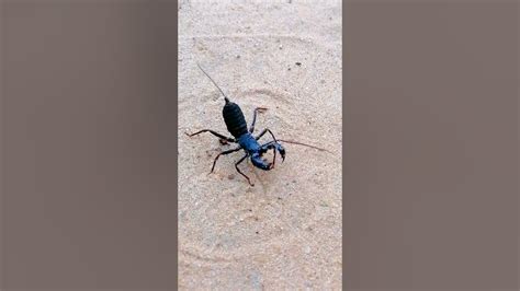 අම්මෝ 😮 කවුද මේ Whip Scorpion පැඟිරා අහිංසකයෙක් Nature Innocent Shorts Insects Youtube