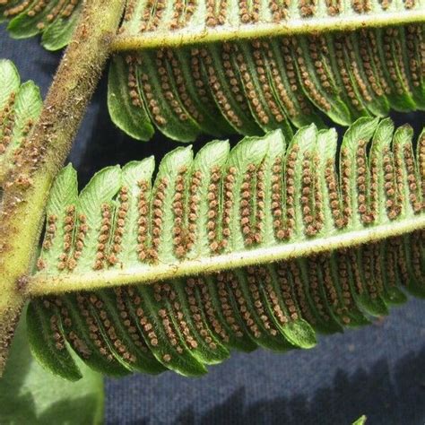 Stately Maiden Fern Thelypteris Grandis Plant Care And How To Grow Water