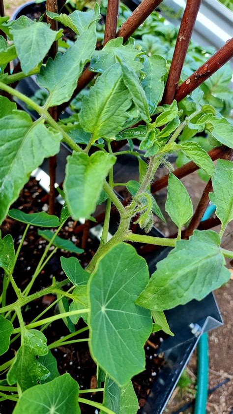 Determinate Or Indeterminate Rgardening