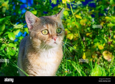 Portrait Of A Surprised Ginger Cat Amidst Tall Grass Golden British