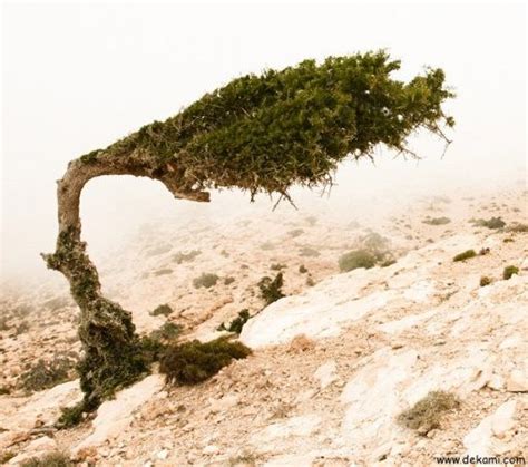 انعطاف پذیری در مدیریت