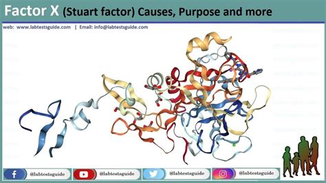 Factor X Stuart Factor Causes Purpose And More Lab Tests Guide