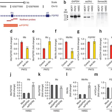 A Lncrna Antisense To Fgfr2 Promotes Exon Iiib Inclusion A Ucsc Download Scientific Diagram