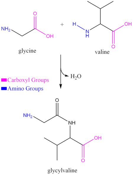 Show How A Peptide Bond Forms Between The Two Amino Acids Glycine And