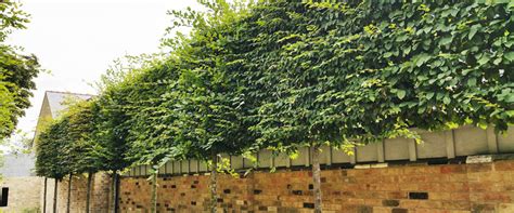 Overlooked Being Overlooked Choose Trees For Screening