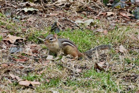Chipmunks Make Their Spring Appearance