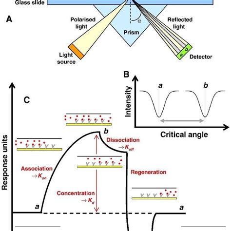 Schematic Representation Of Spr Biosensing Principle A Prism Coupled Download Scientific