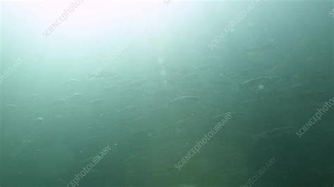 Sockeye Salmon Migrating To Spawning Grounds Canada Stock Video Clip