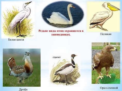 Значение птиц в природе и жизни человека презентация онлайн