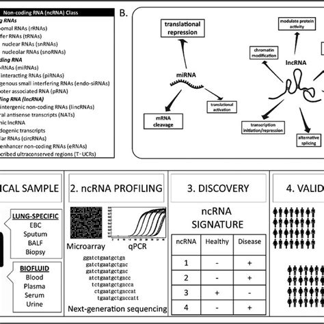 Non Coding Rna Ncrna Classes Functions And Biomarker Potential A