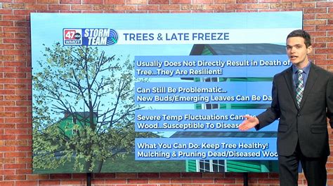 Weather Tidbits Trees And Temperature Fluctuations 47abc