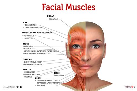 Facial Muscle Chart Muscle Chart Baaqz
