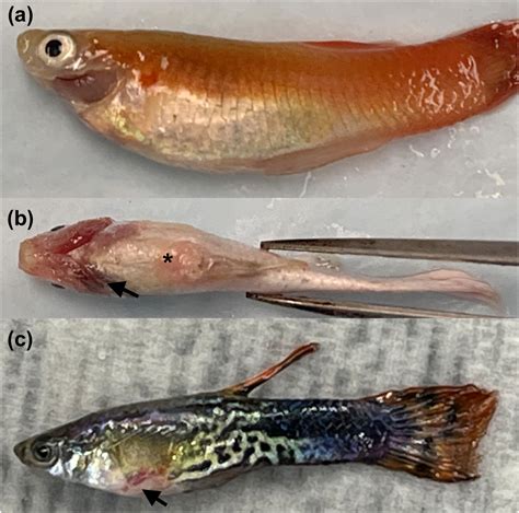 The Journal Of Fish Disease Wiley Online Library