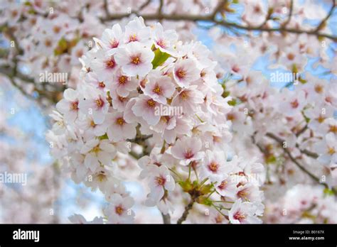 Prunus Cherry Blossoms On Tree Branch Stock Photo Alamy