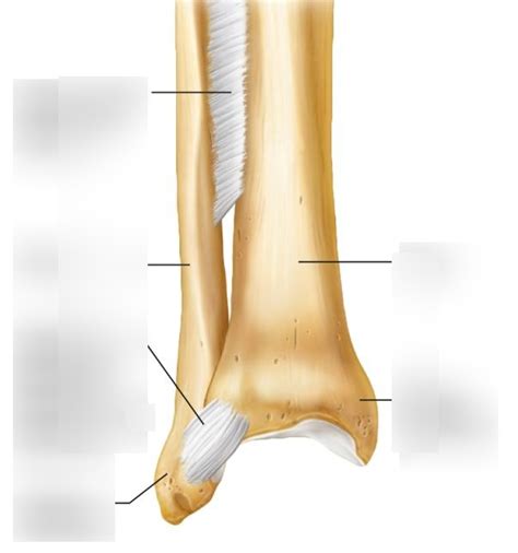 Syndesmosis Diagram Quizlet