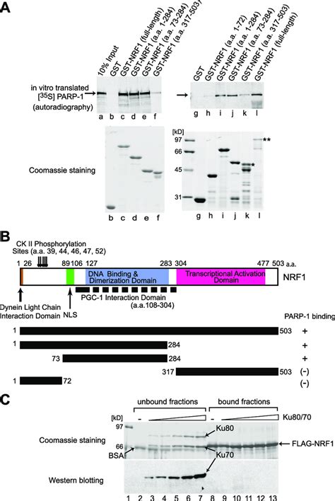 Parp 1 Directly Binds To The Dna Binding Dimerization Domain Of Nrf 1 Download Scientific