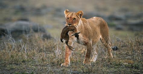 들판에서 어미와 놀고 있는 어린 사자 사진 Unsplash의 배고프다 이미지