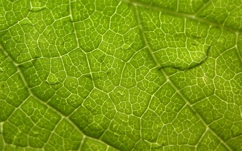 Leaf Veins Surface Wallpaper Hd Macro 4k Wallpapers Images And