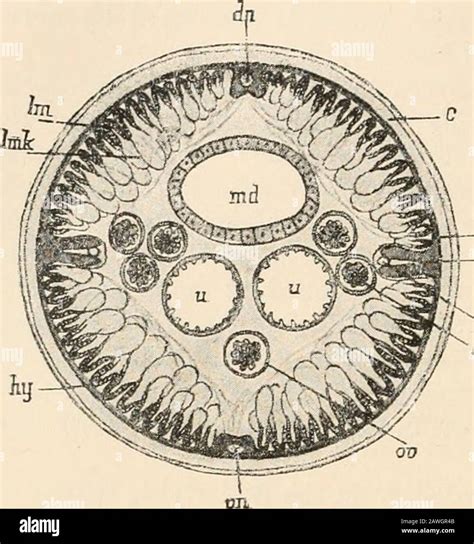 Text Book Of Comparative Anatomy Rmal Layer Hypodermis Is Thickened Andin It Lie Definite