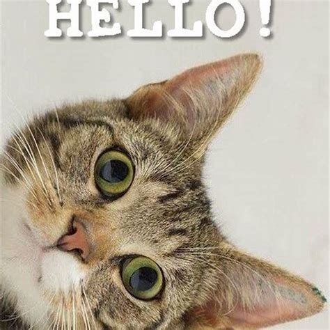 How Do You Say Hello In Cat DIY Seattle