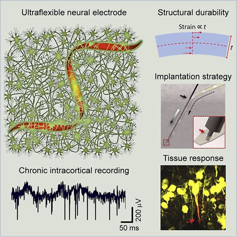 Ultraflexible Neural Electrodes For Long Lasting Intracortical Recording Iscience