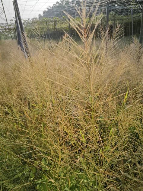 Landscape Field Full Of Wild Switchgrass Bushes Stock Image Image Of