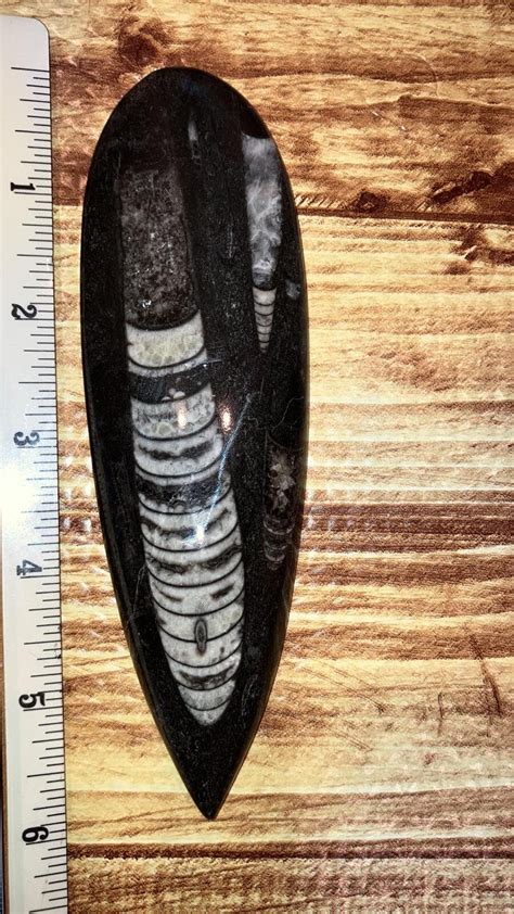 Genuine Black Orthoceras Fossil Large Orthoceras Polished Etsy