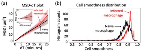 Cell Migration And Cell Smoothness Statistics A Shows The Average