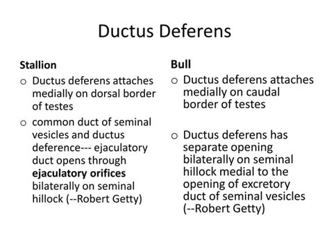 Veterinary Anatomy Of Male And Female Genital System Lectures Together And Specie Difference