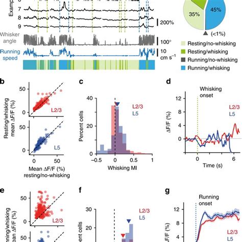 Calcium Imaging In L2 3 And L5 Of Mouse Barrel Cortex During Various Download Scientific