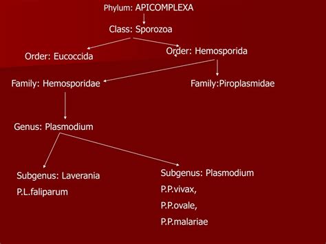 Ppt Phylum Apicomplexa Powerpoint Presentation Free Download Id