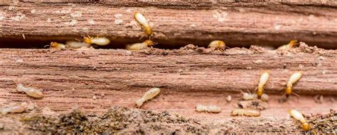 Wood Mites Everything You Need To Know Manomin Resawn Timbers