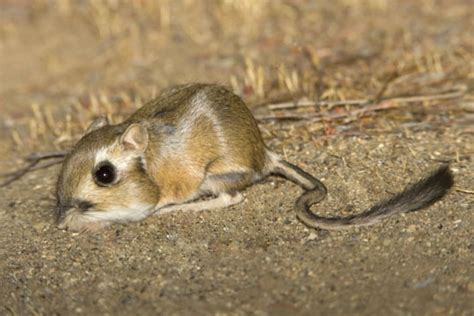Out Of The Frying Pan And Into The Fire Translocation Spells Trouble