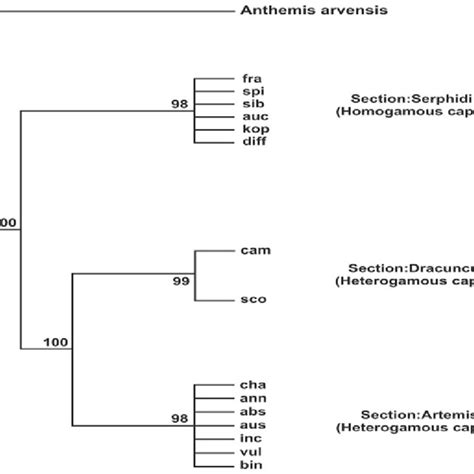 Majority Rule Consensus Tree From Parsimony Analysis Of Psba Trnh Data