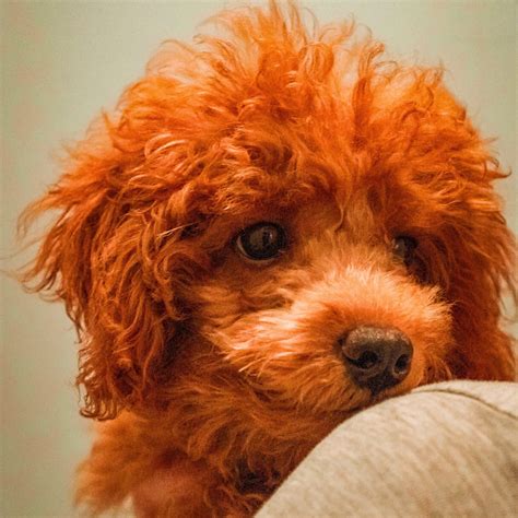 푸들 종류 크기와 털 색깔에 따라 다양하게 구분해요 비마이펫 라이프